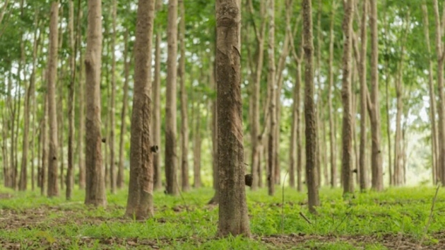 Giá cao su hôm nay 24/4: Giá cao su RSS3 tháng 4 tăng trên sàn Tocom