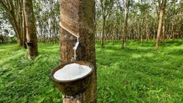 Giá cao su hôm nay 25/4: Giá cao su RSS3 thế giới giảm