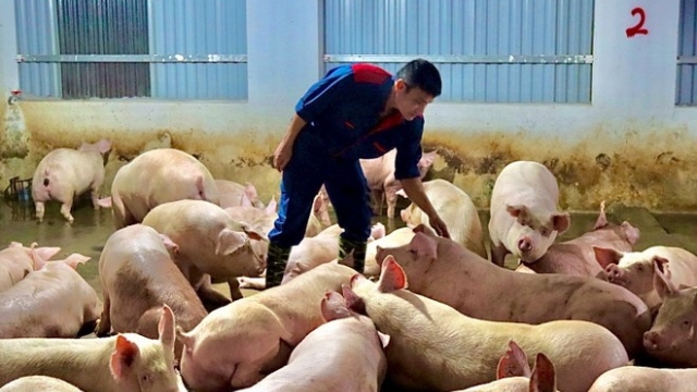 Giá heo hơi hôm nay 8/8: Duy trì ổn định